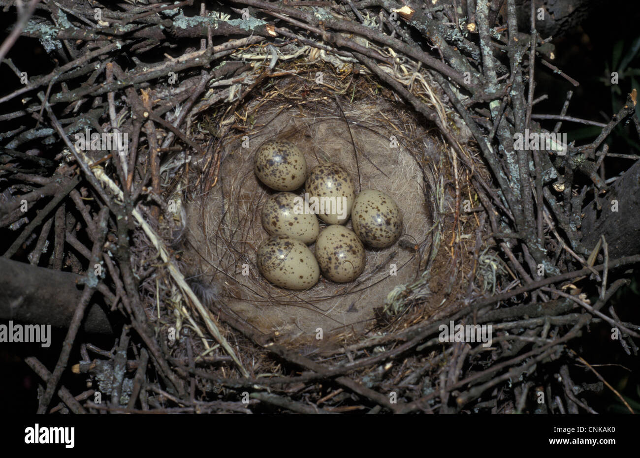Elstern nisten -Fotos und -Bildmaterial in hoher Auflösung – Alamy