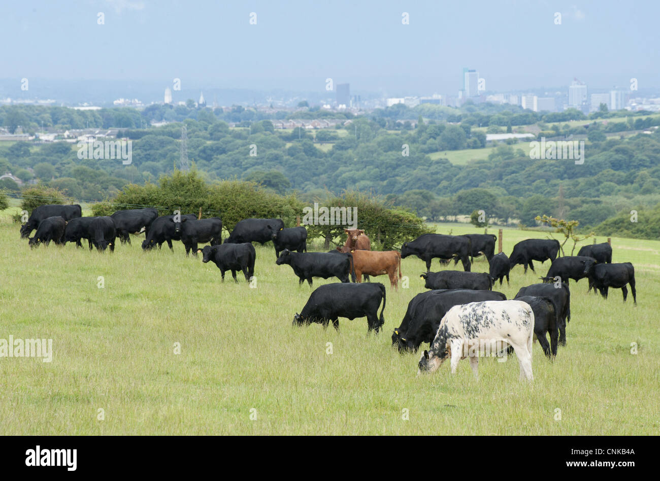 Inländische Rinder Dexter British Blue Aberdeen Angus-Rind Herde weiden ...