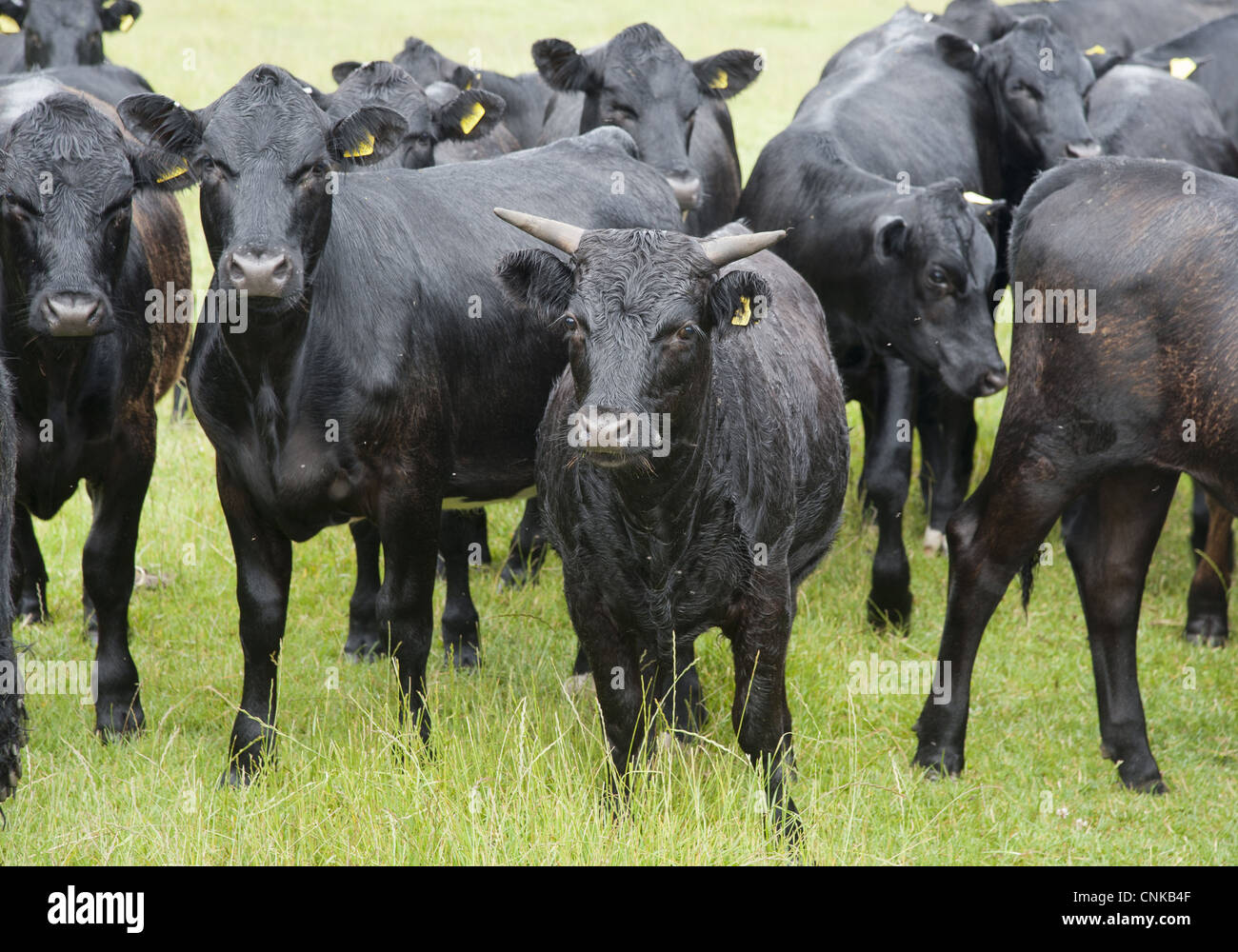 Dexter cattle field -Fotos und -Bildmaterial in hoher Auflösung – Alamy
