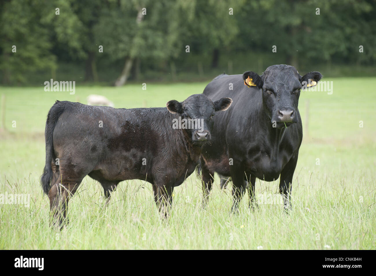 Dexters rinder -Fotos und -Bildmaterial in hoher Auflösung – Alamy