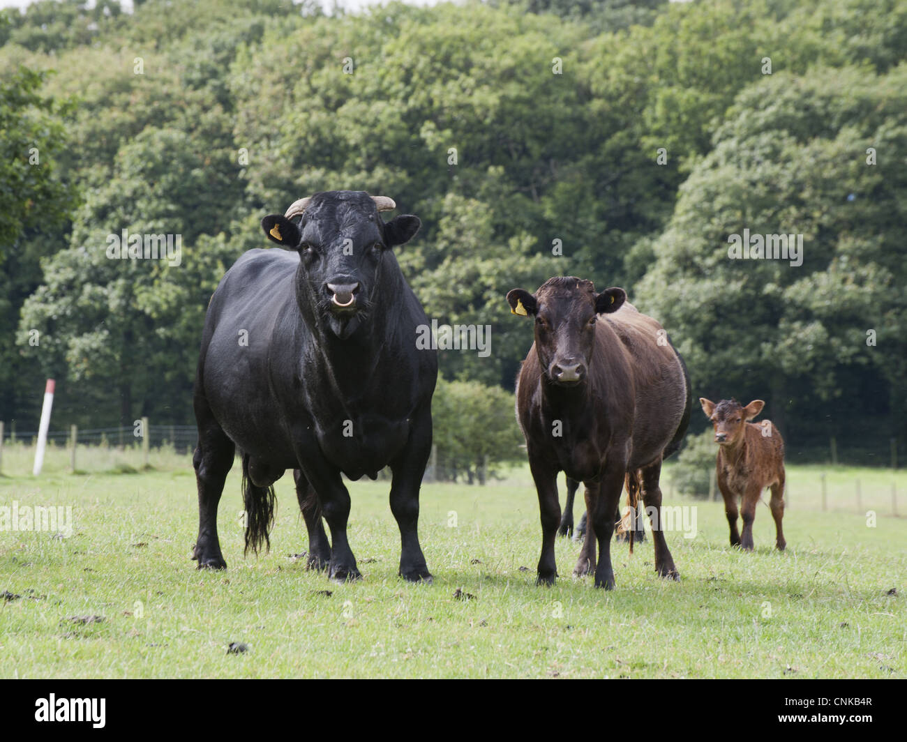Hausrind, Dexter Stier, Kuh und Kalb, stehend auf der Weide, Bradford ...