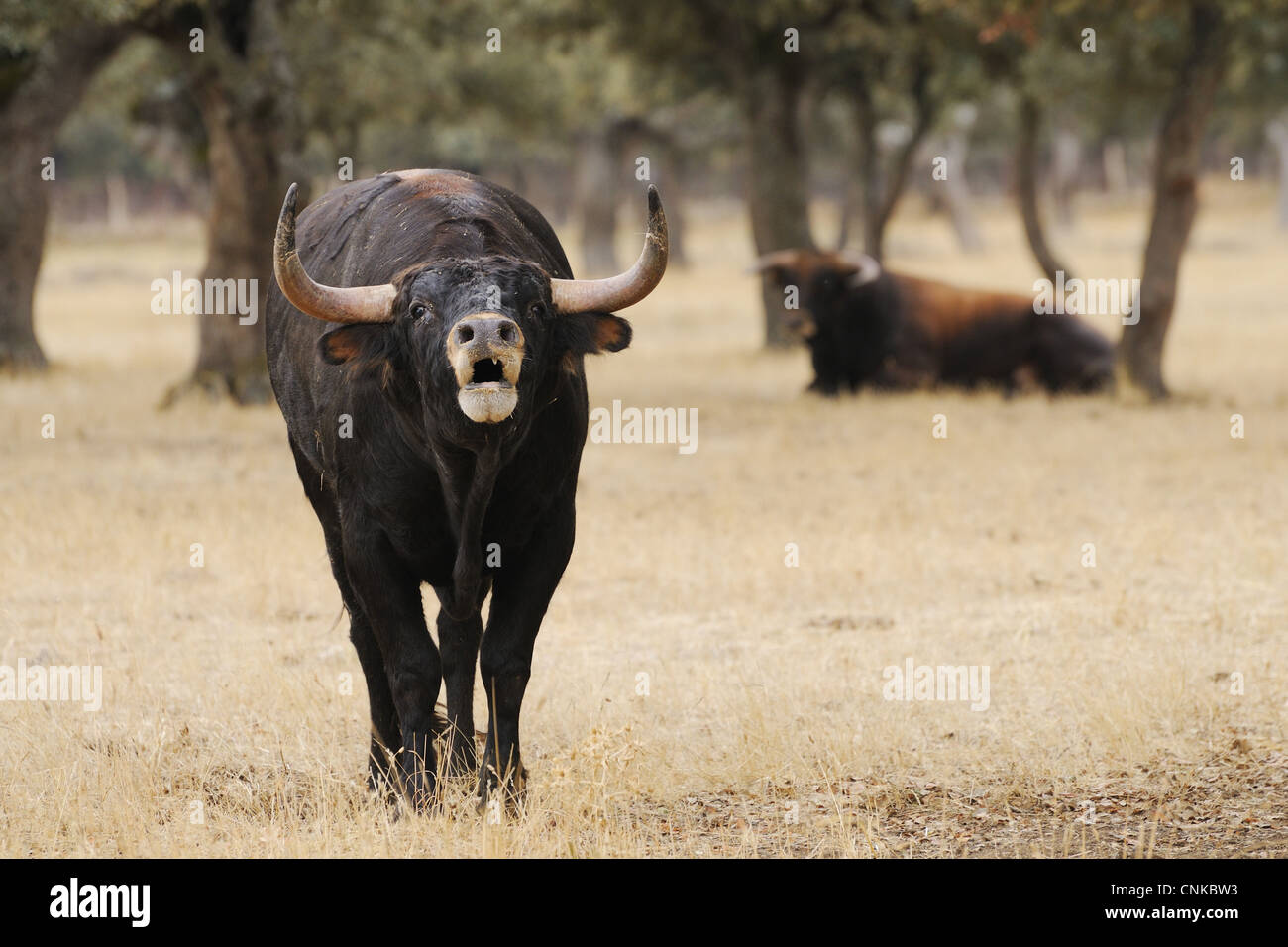 Fighting bull toro bravo breed -Fotos und -Bildmaterial in hoher ...