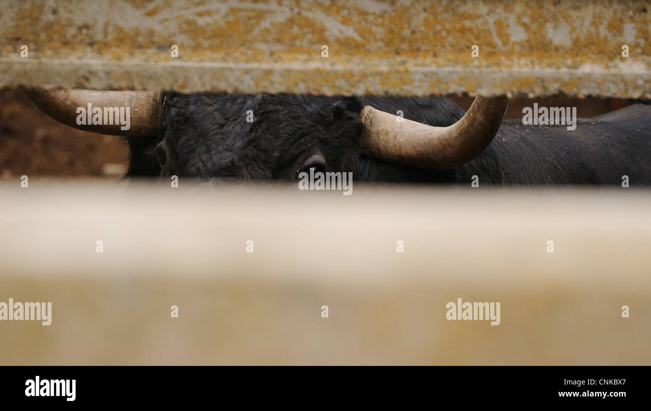 Spanischer stier kopf -Fotos und -Bildmaterial in hoher Auflösung ...