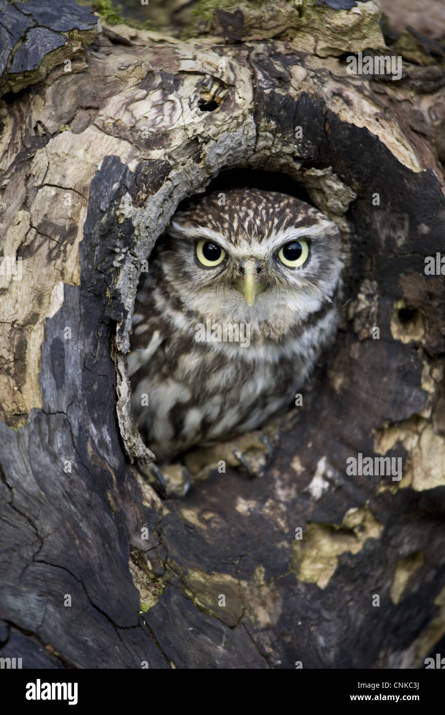 Eulen, die aus loch im baum schauen -Fotos und -Bildmaterial in hoher Auflösung – Alamy