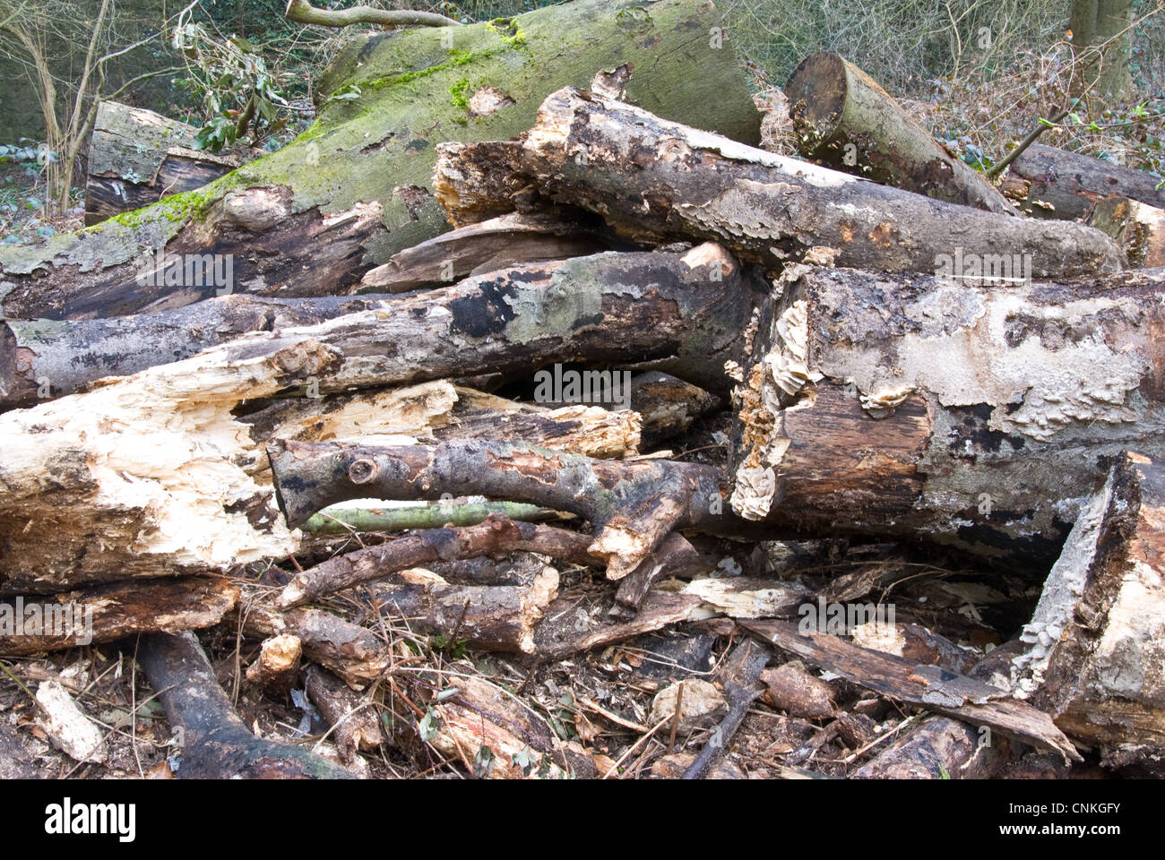 Decaying wood pile -Fotos und -Bildmaterial in hoher Auflösung – Alamy