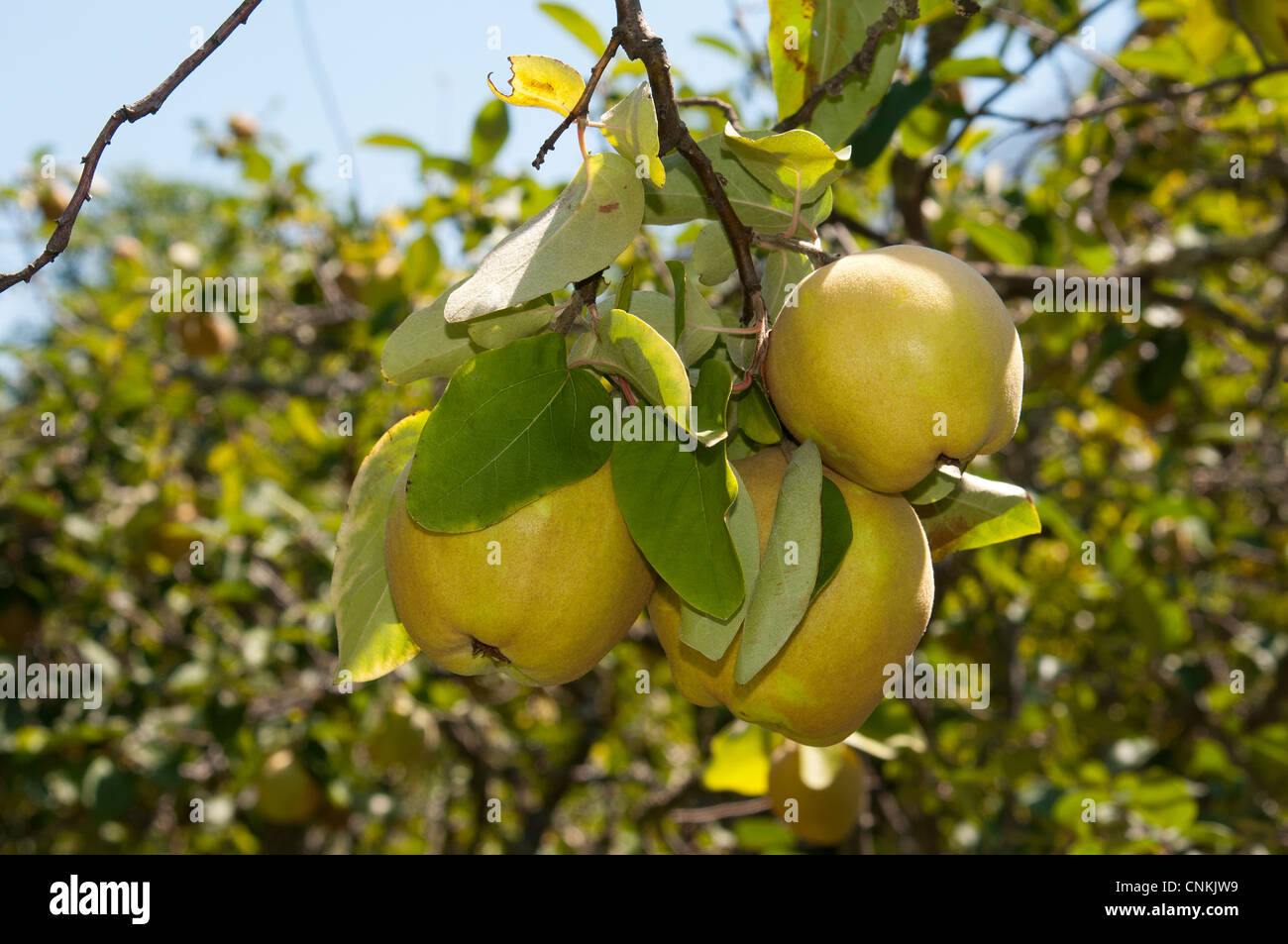 Quitten-Früchte an einem Baum hängen Stockfotografie - Alamy