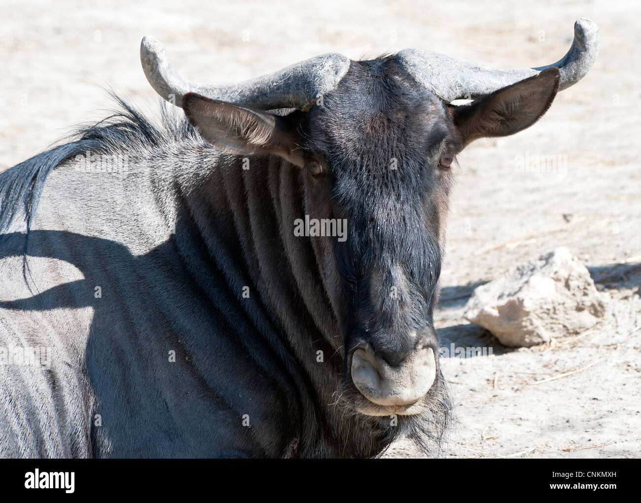 Gnu nahaufnahme -Fotos und -Bildmaterial in hoher Auflösung – Alamy