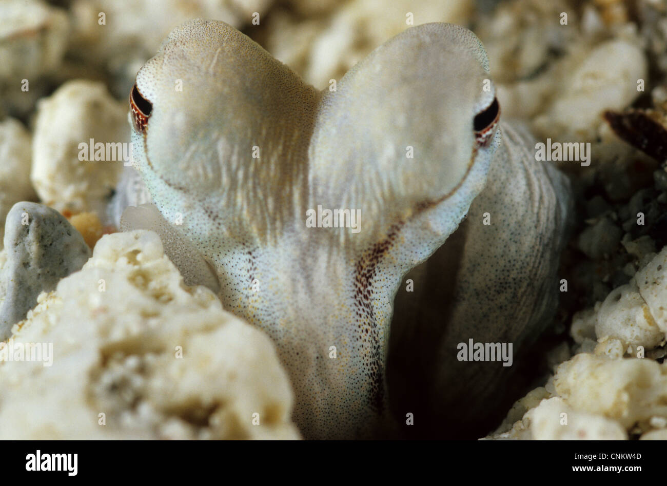 Gemeinsamen Riff Krake, Octopus Vulgaris, begegnet während eines ...