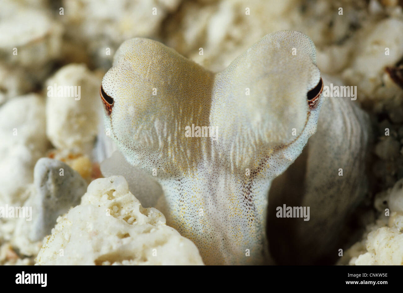 Versteckt sich mit seiner tarnung -Fotos und -Bildmaterial in hoher ...