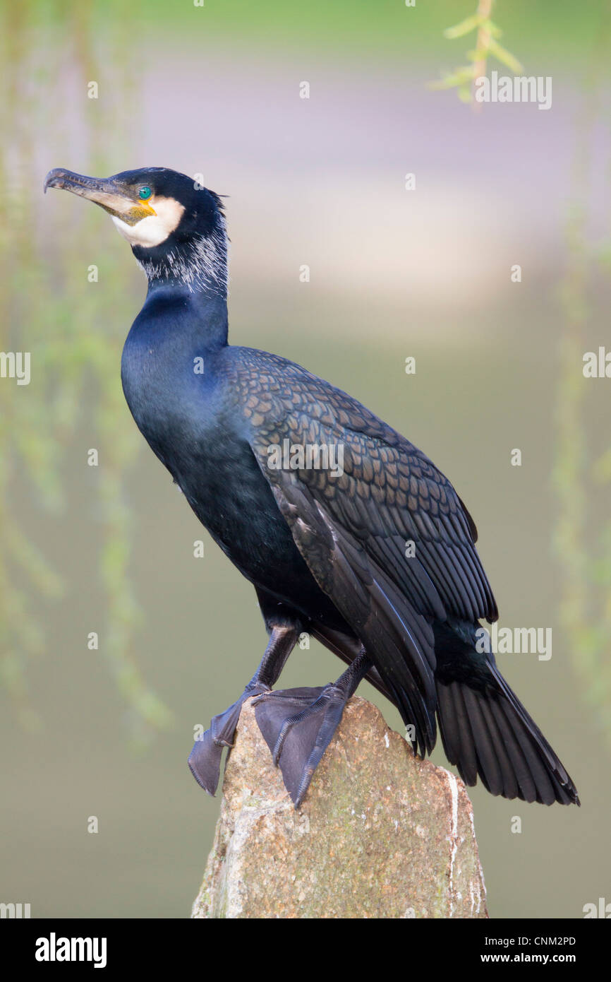 Der kormoran -Fotos und -Bildmaterial in hoher Auflösung – Alamy