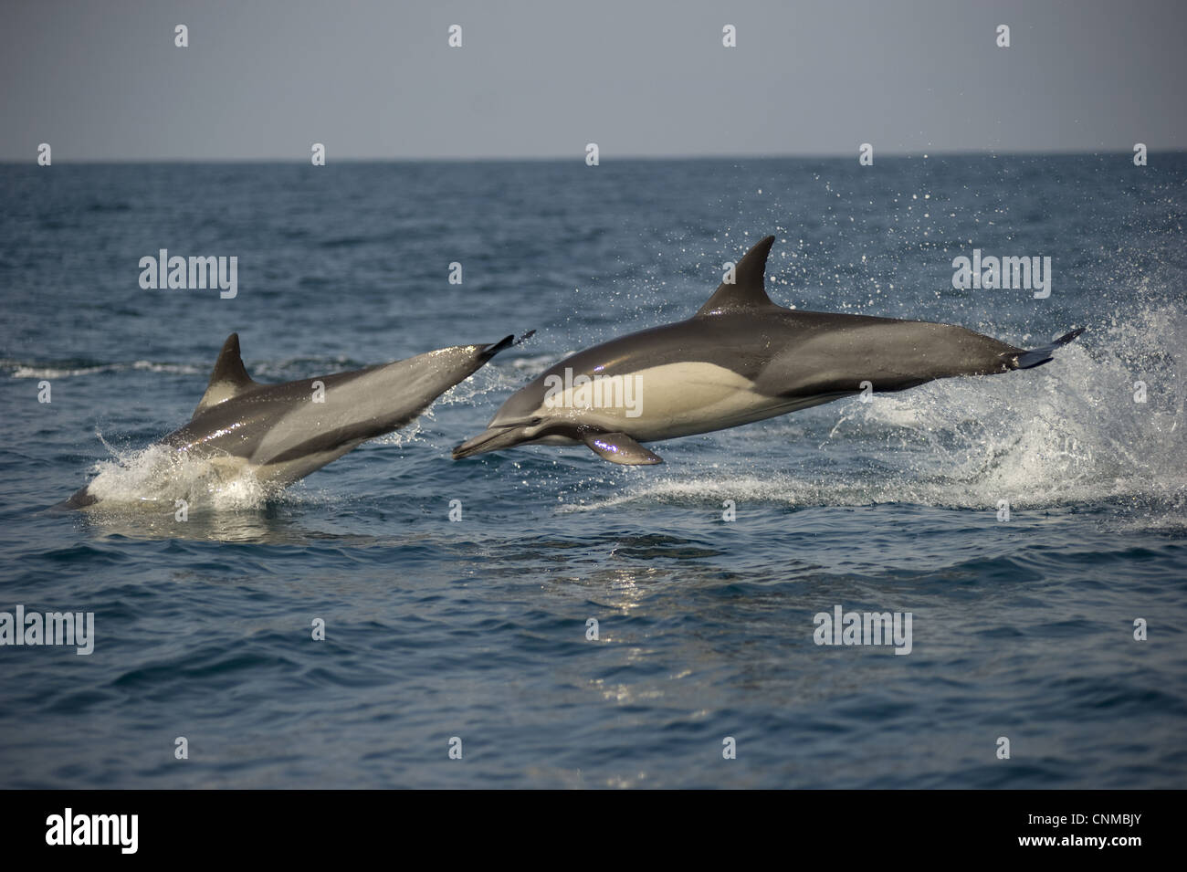 Langem Schnabel Common Dolphin Delphinus Capensis zwei Erwachsene ...