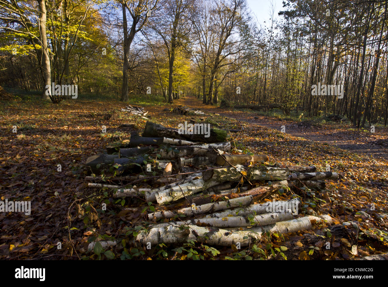 Europäische Hainbuche Carpinus Betulus alte Waldlichtung Abstand Birke ...