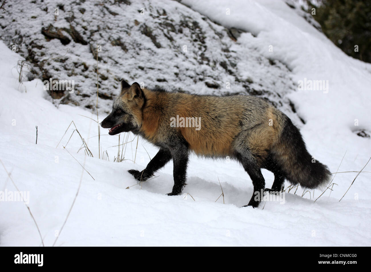 Kreuzfuchs mit -Fotos und -Bildmaterial in hoher Auflösung – Alamy