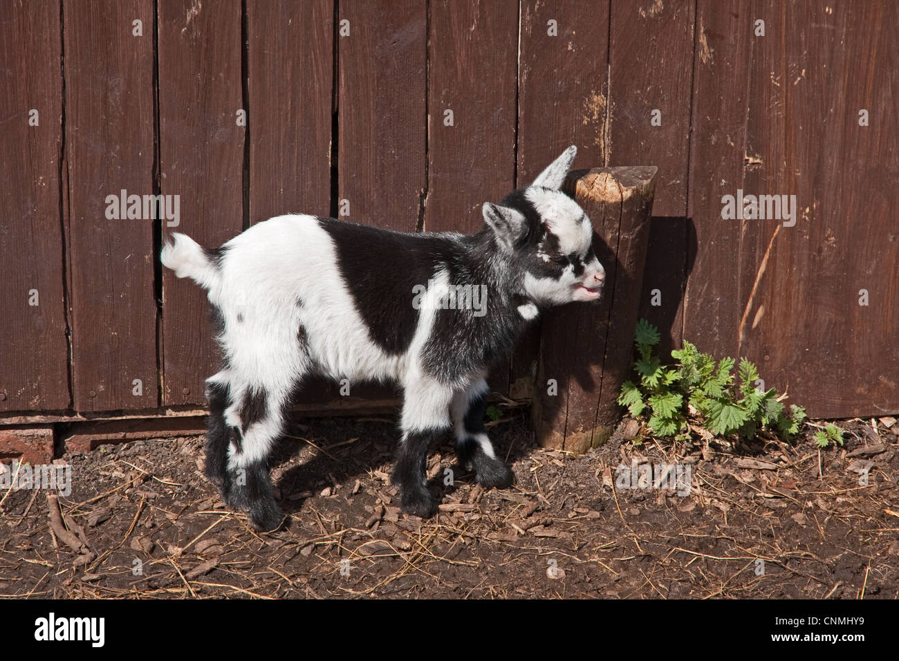 Pygmy goat kid -Fotos und -Bildmaterial in hoher Auflösung – Alamy
