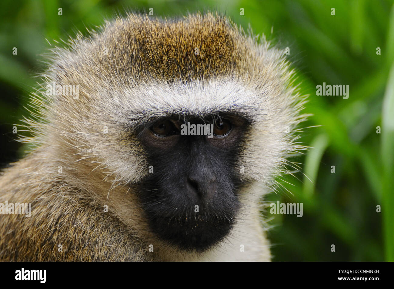 Vervet Affe (Chlorocebus Pygerythrus) Erwachsene, Nahaufnahme des ...