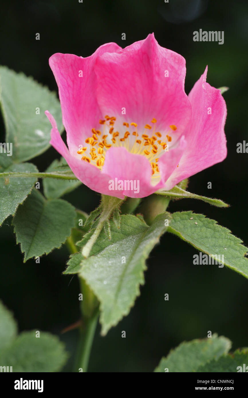 Sherards downy rose rosa sherardii -Fotos und -Bildmaterial in hoher ...