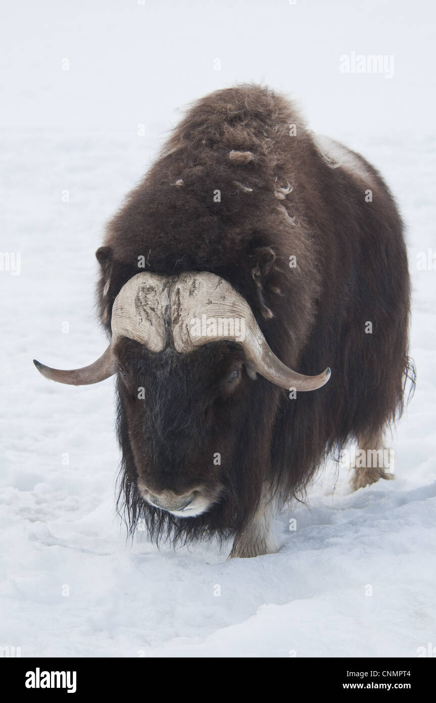Moschusochsen (Ovibos Moschatus) Erwachsenen, stehen im Schnee, Yukon ...