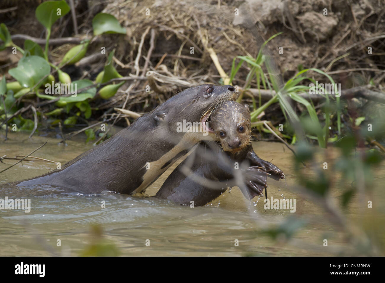 River otter babies -Fotos und -Bildmaterial in hoher Auflösung – Alamy