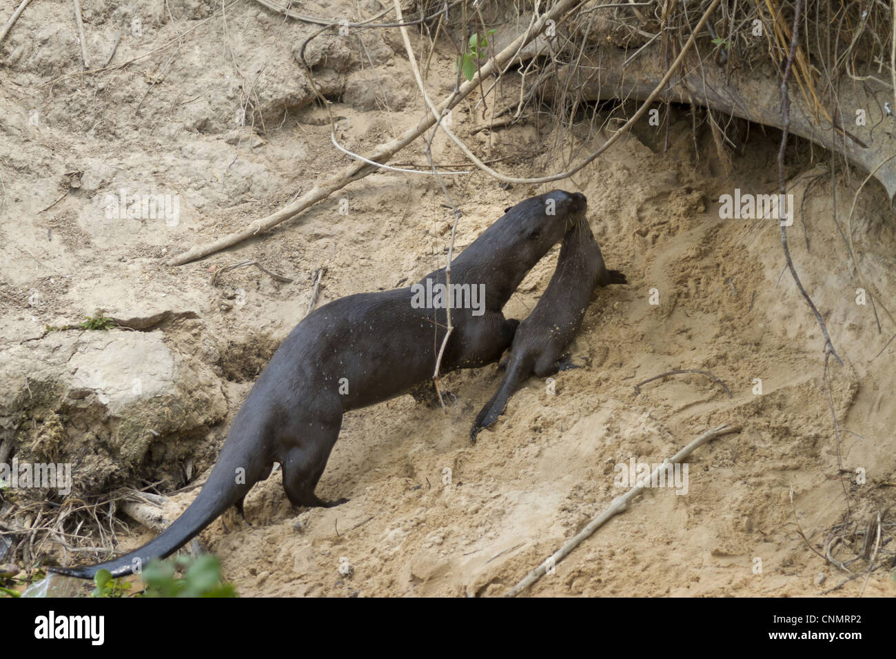 River otter babies -Fotos und -Bildmaterial in hoher Auflösung – Alamy