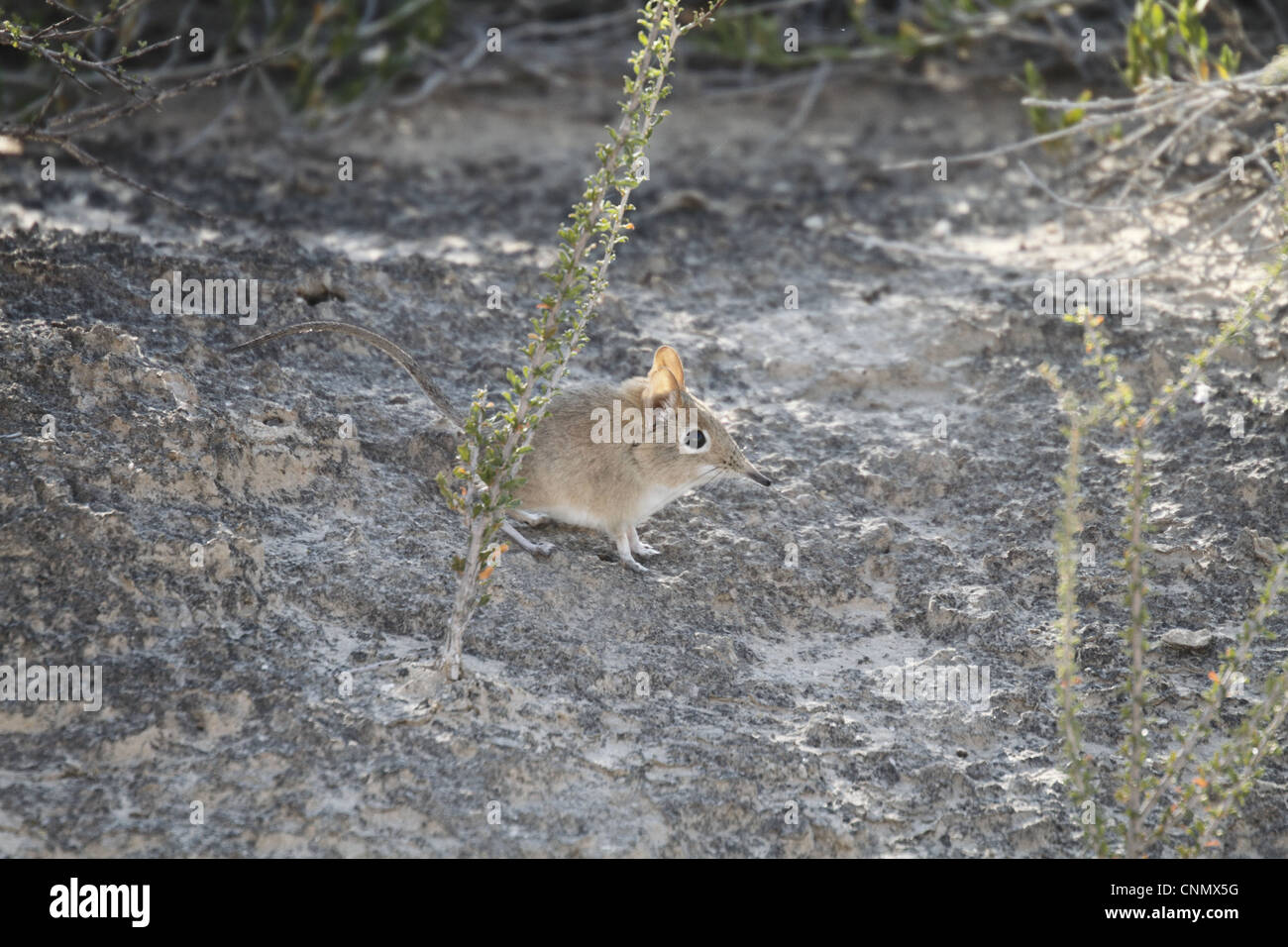 Elefant spitzmaus -Fotos und -Bildmaterial in hoher Auflösung – Alamy