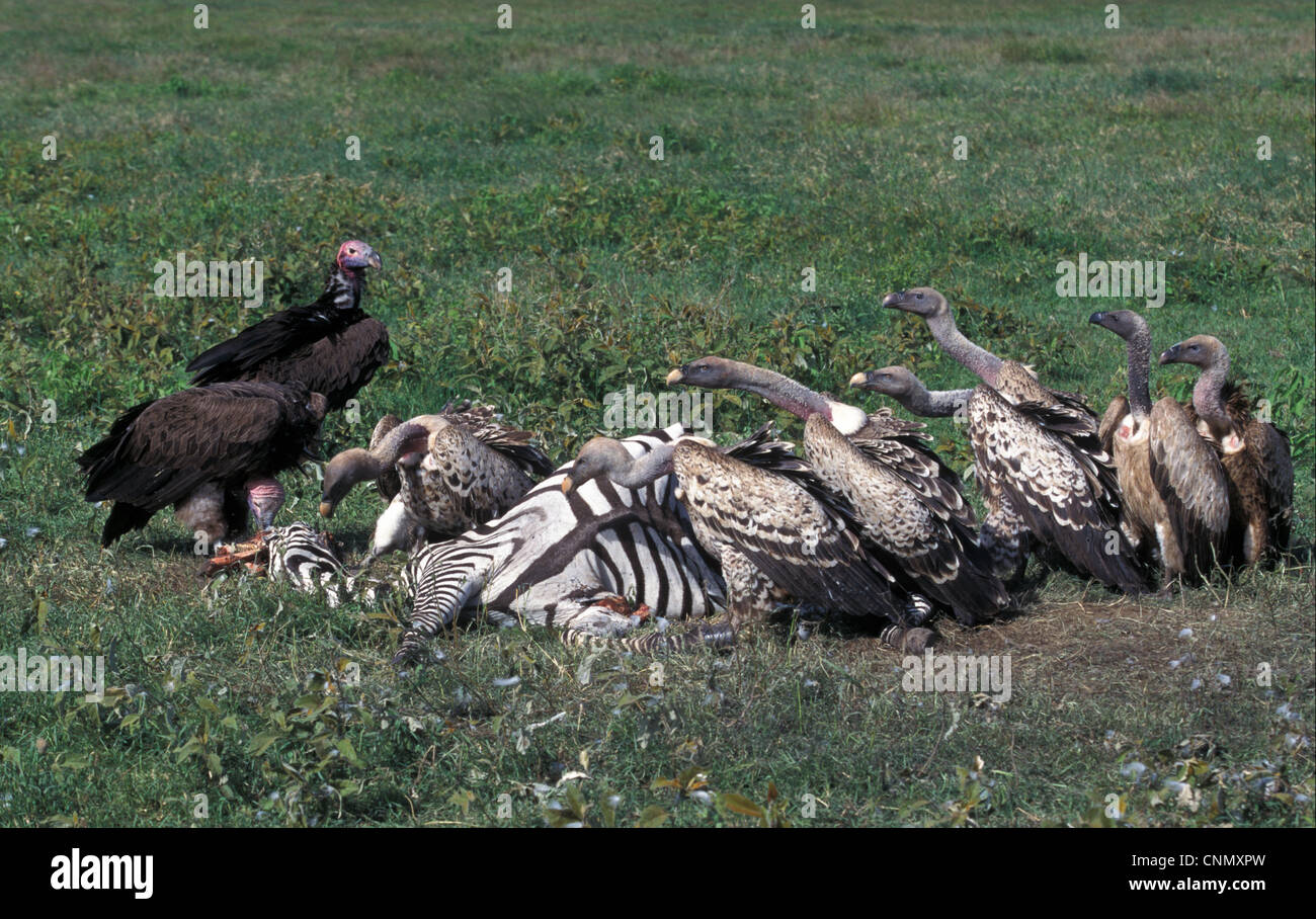Tansania Ruppell Griffon mit geschlottert konfrontiert Geier ernähren ...
