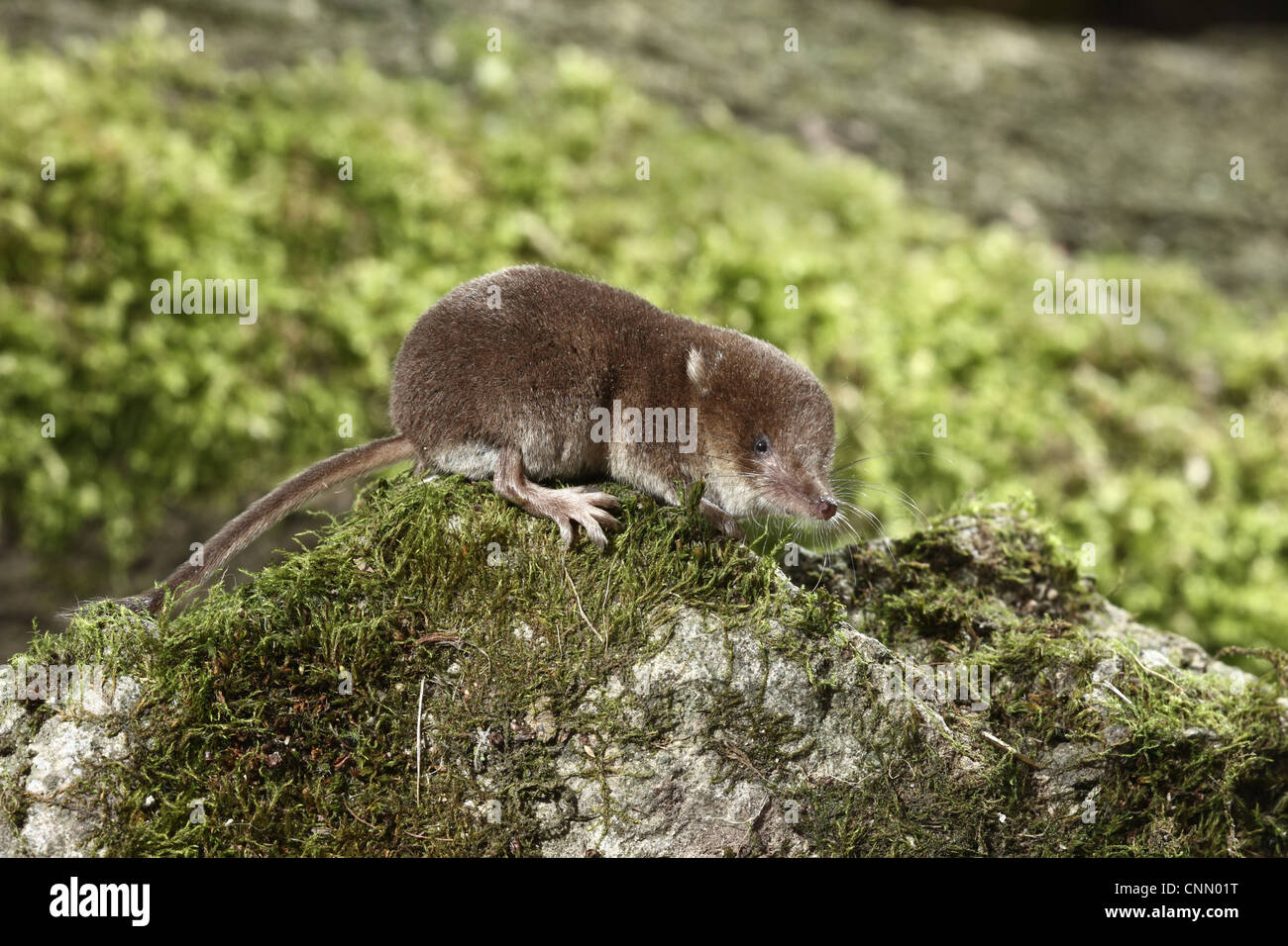 Allgemeine Spitzmaus (Sorex Araneus) Erwachsenen, stehend auf Moos ...