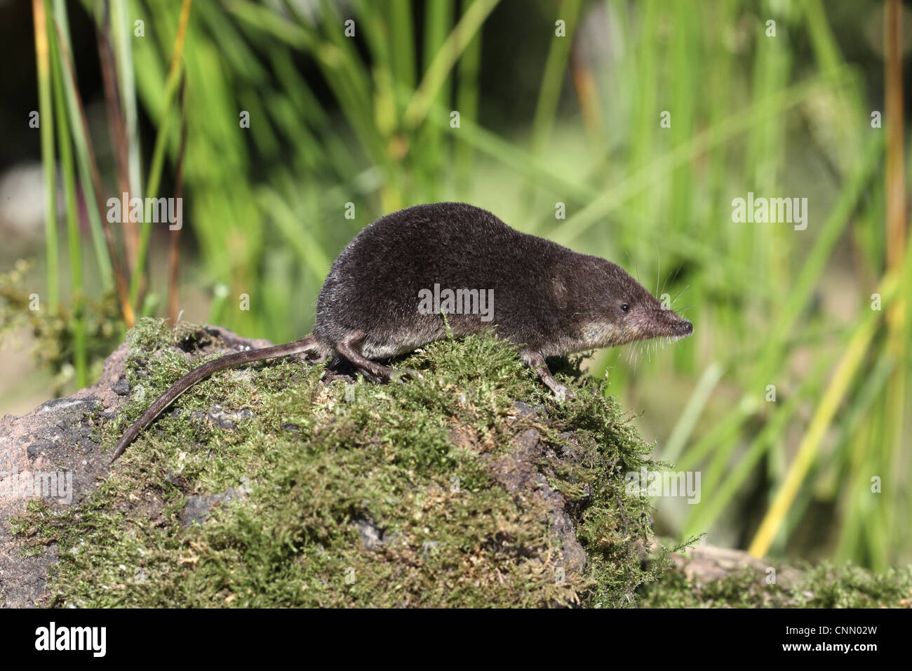 Eurasischer wasserspitz fodiens -Fotos und -Bildmaterial in hoher ...