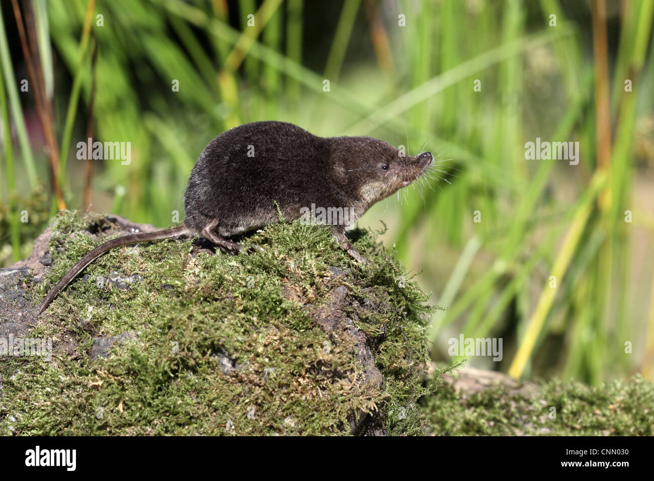 European water shrew -Fotos und -Bildmaterial in hoher Auflösung – Alamy