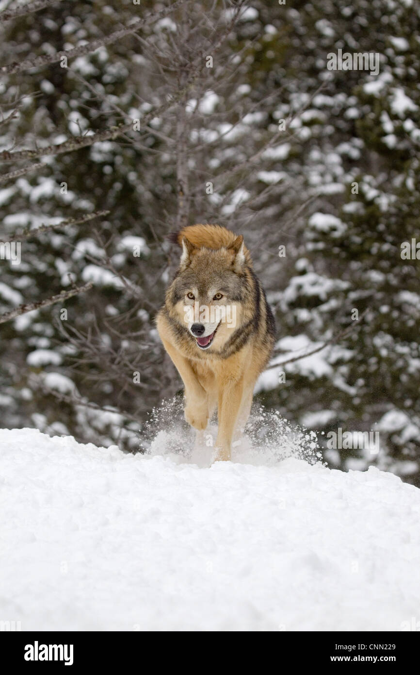 Kot von wolf -Fotos und -Bildmaterial in hoher Auflösung – Alamy