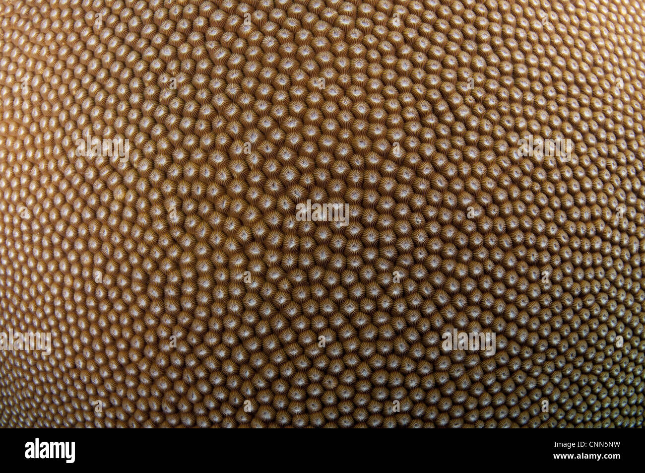 Harte Diploastrea Koralle Heliopora Blütenkelche Tutuntute Wetar Insel ...