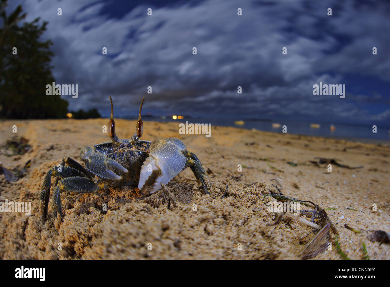 Ghost crab ocypode sp -Fotos und -Bildmaterial in hoher Auflösung – Alamy