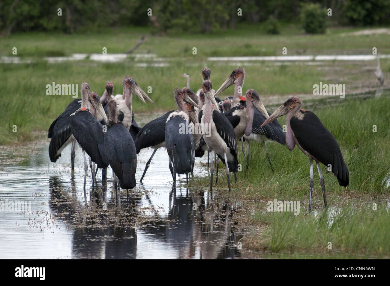 Marabu Störche Gruppe Okavango Delta Botswana Marabou sind große waten ...