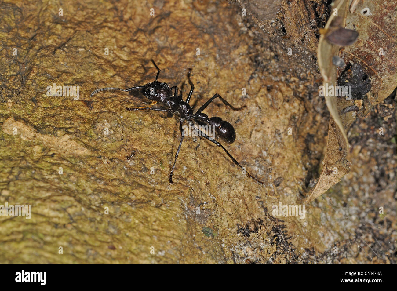 Conga ameise paraponera clavata -Fotos und -Bildmaterial in hoher ...