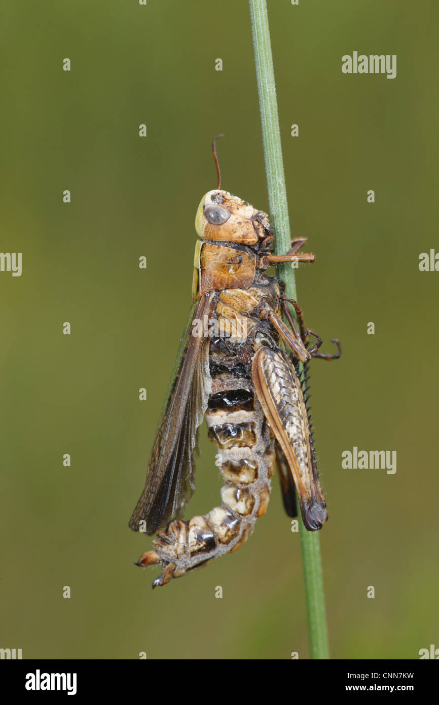 Entomophthora sp -Fotos und -Bildmaterial in hoher Auflösung – Alamy