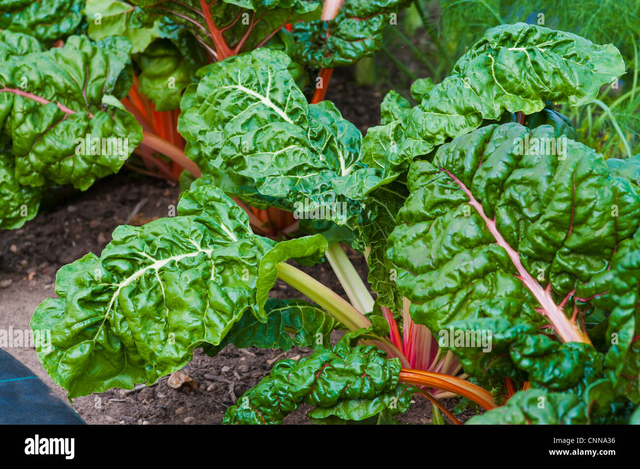 Schweizer mangold -Fotos und -Bildmaterial in hoher Auflösung – Alamy