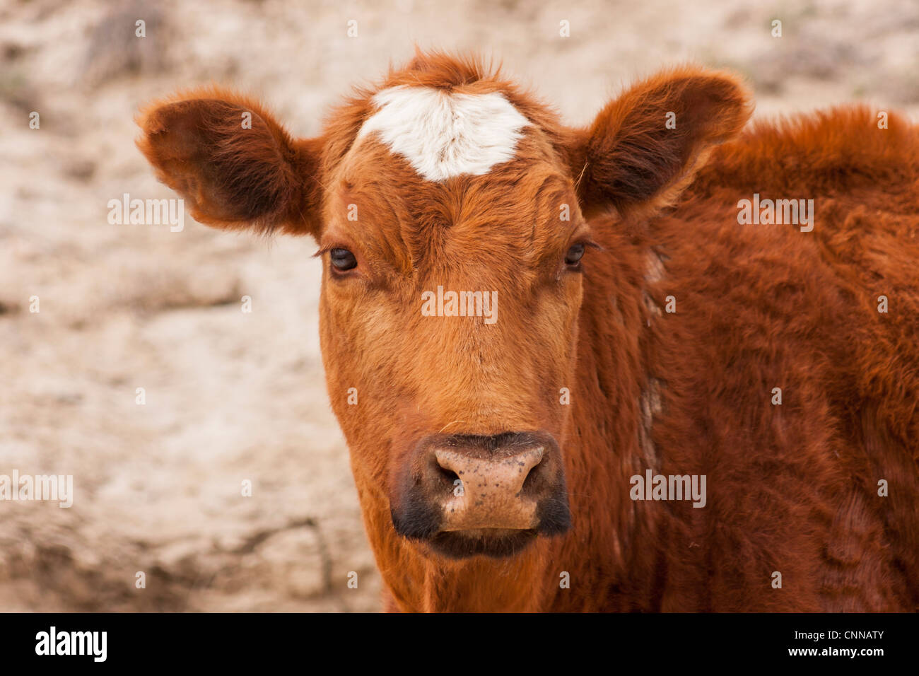 Vieh simmental kuh kalb feld -Fotos und -Bildmaterial in hoher ...