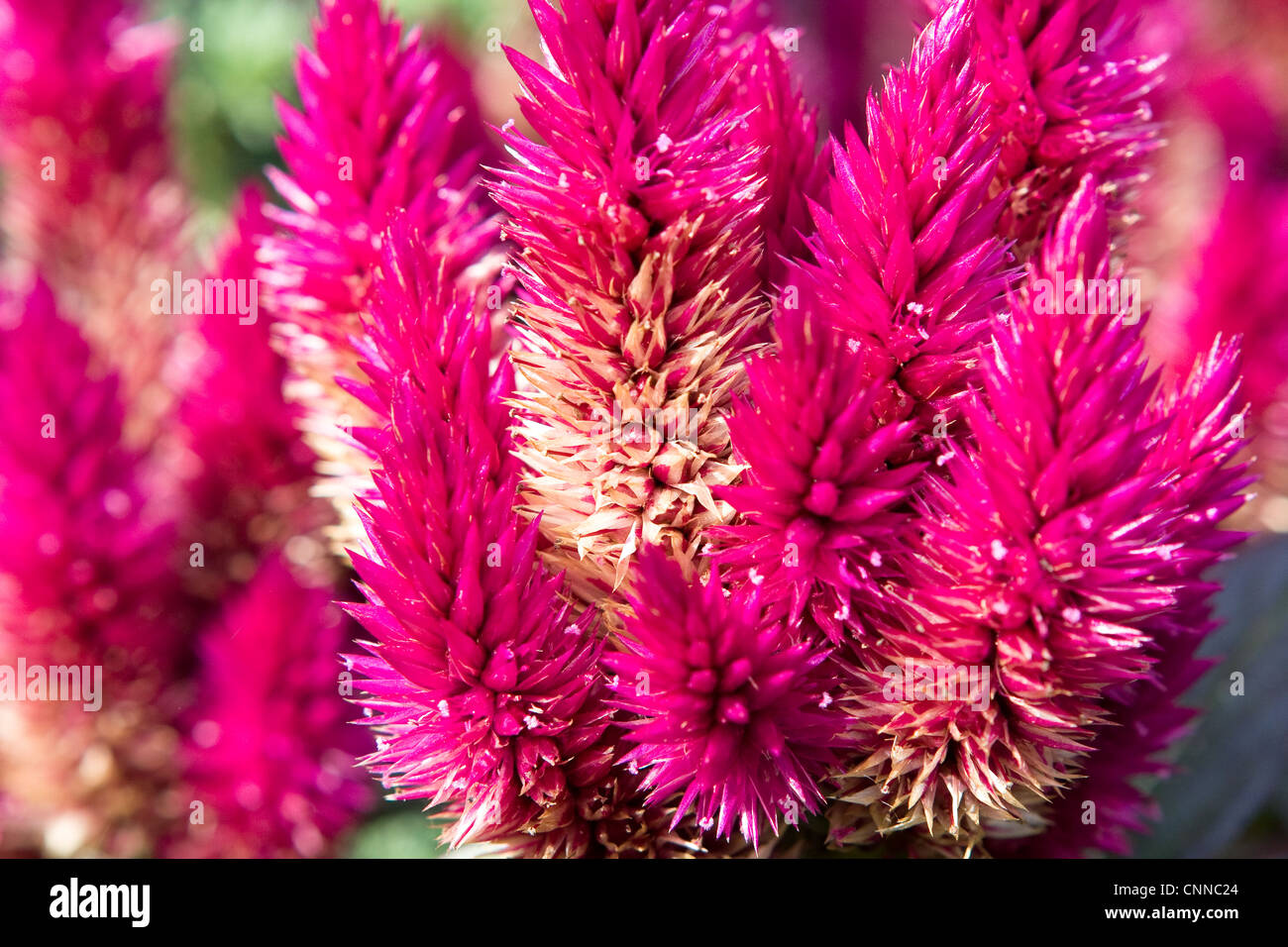 Celosia caracas -Fotos und -Bildmaterial in hoher Auflösung – Alamy