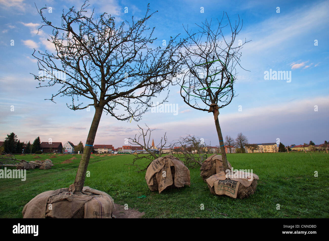 Baume Vor Frost Schutzen