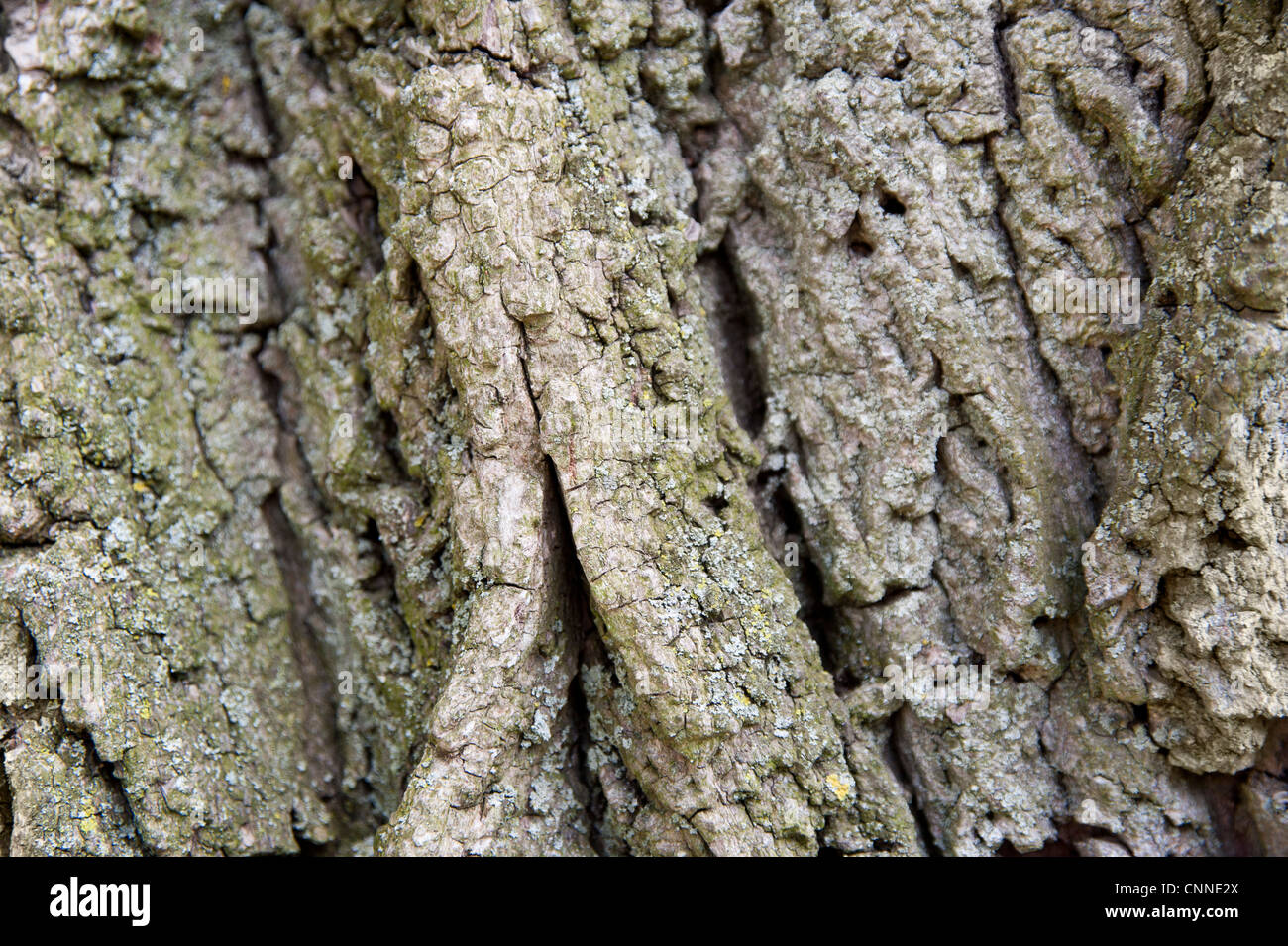 Makro Baumrinde Stockfotos und -bilder Kaufen - Alamy