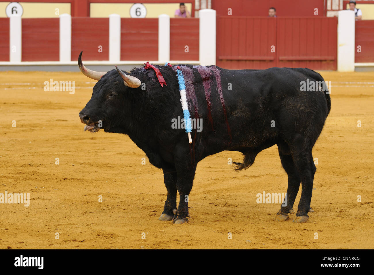 Stierkampf, Stier aufgespießt mit Banderillas in Stierkampf-Arena ...