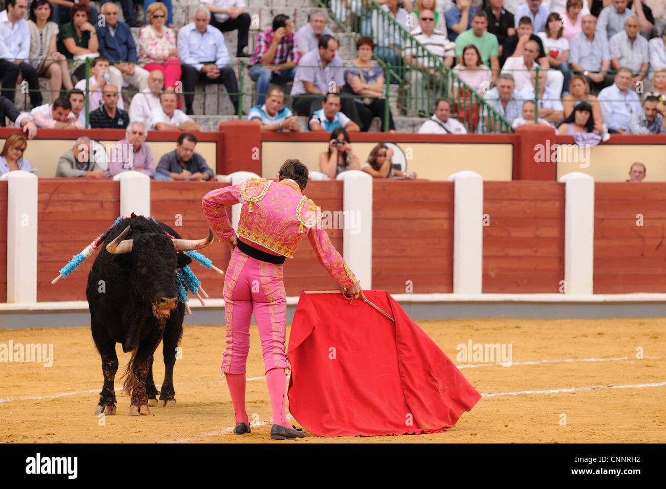 Fighting bull toro bravo breed -Fotos und -Bildmaterial in hoher ...