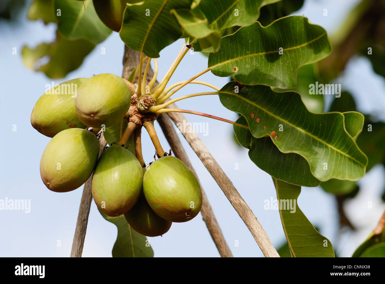 Butter tree -Fotos und -Bildmaterial in hoher Auflösung – Alamy