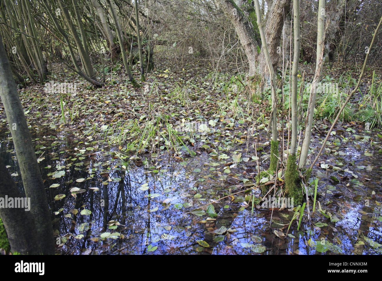 Gemeinsamen Erle Alnus Glutinosa Laub Erle Carr nassen Wald Lebensraum ...