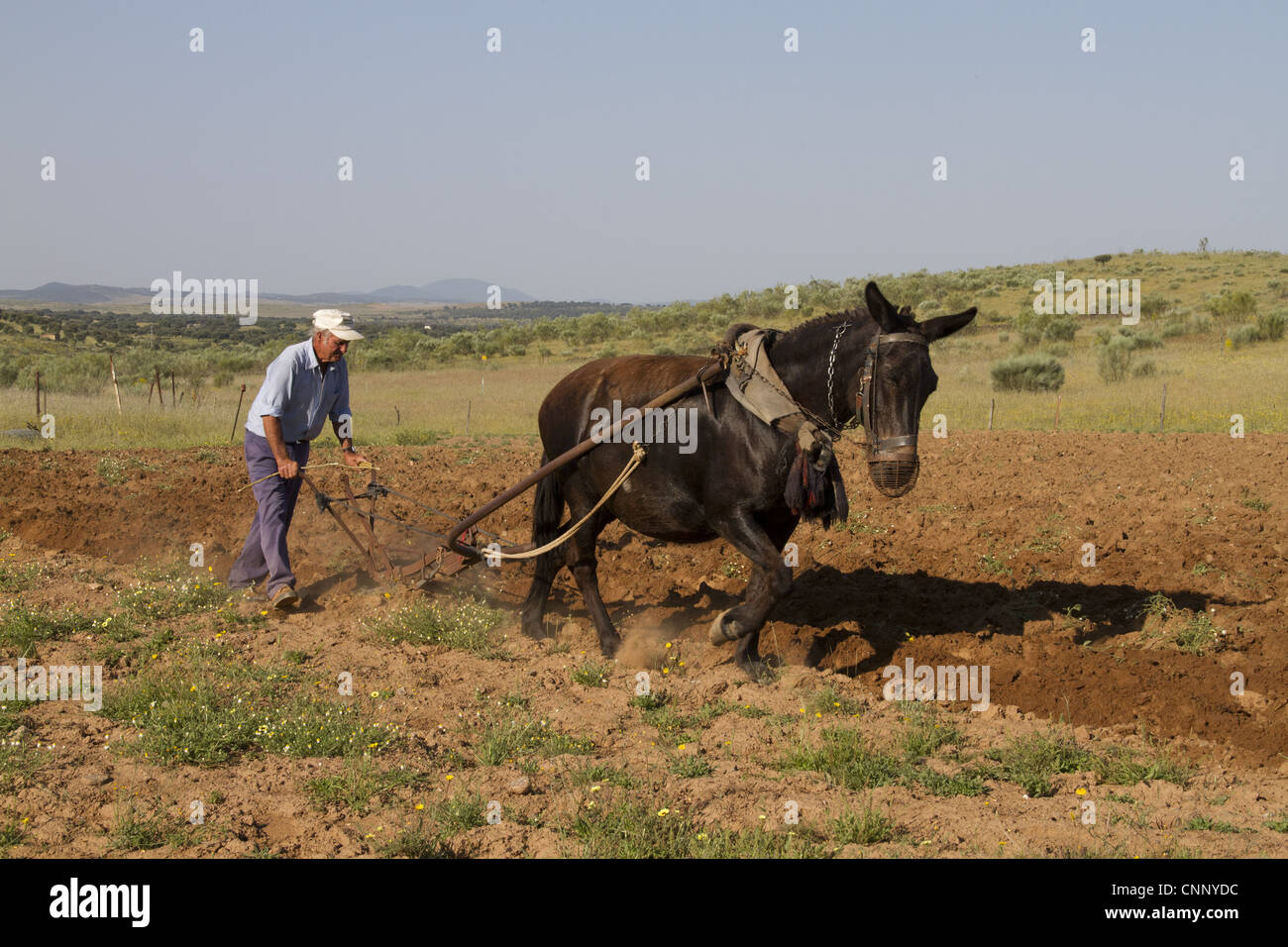 Mann zieht esel -Fotos und -Bildmaterial in hoher Auflösung – Alamy