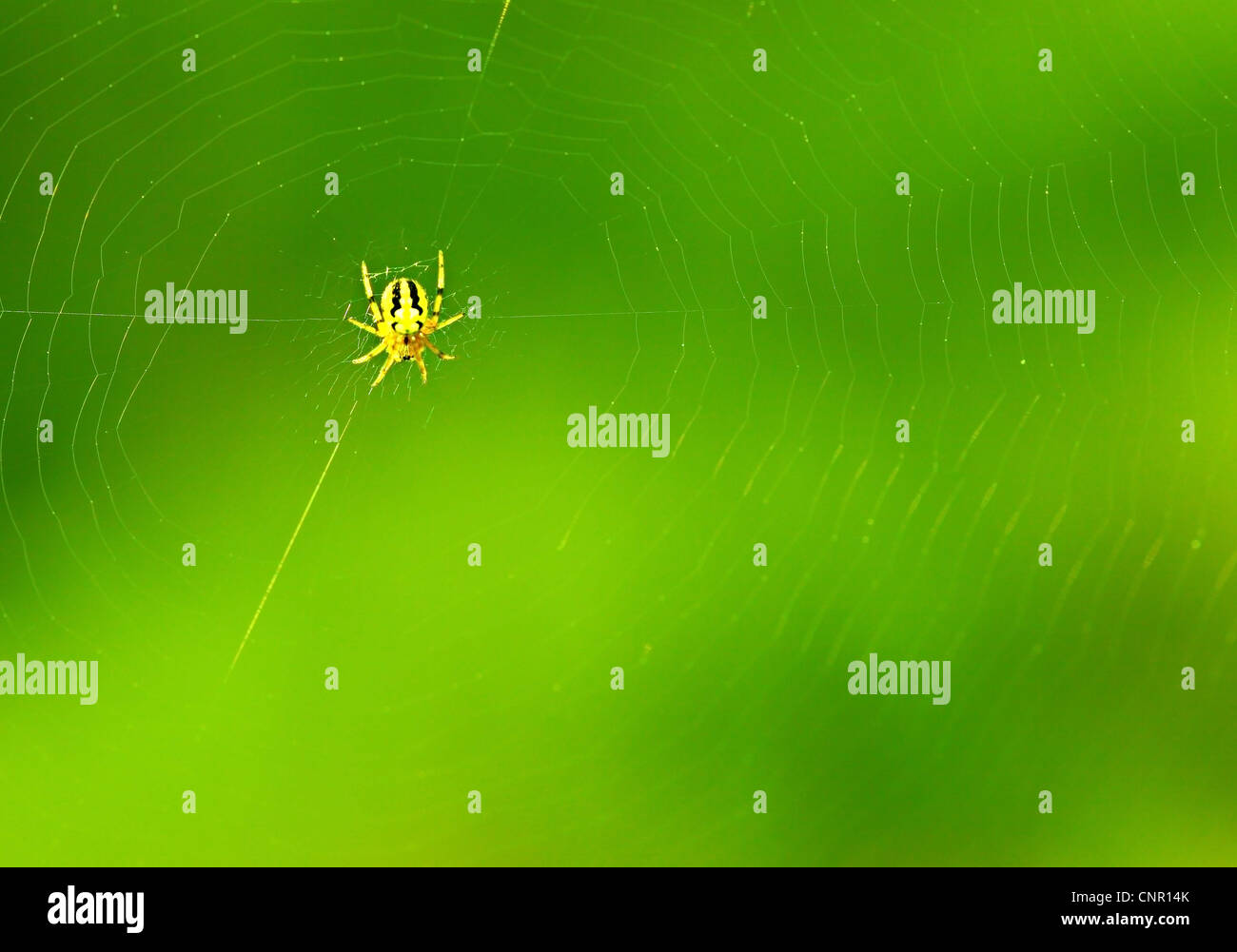 Spinnennetz Hintergrund Stockfotos und -bilder Kaufen - Alamy
