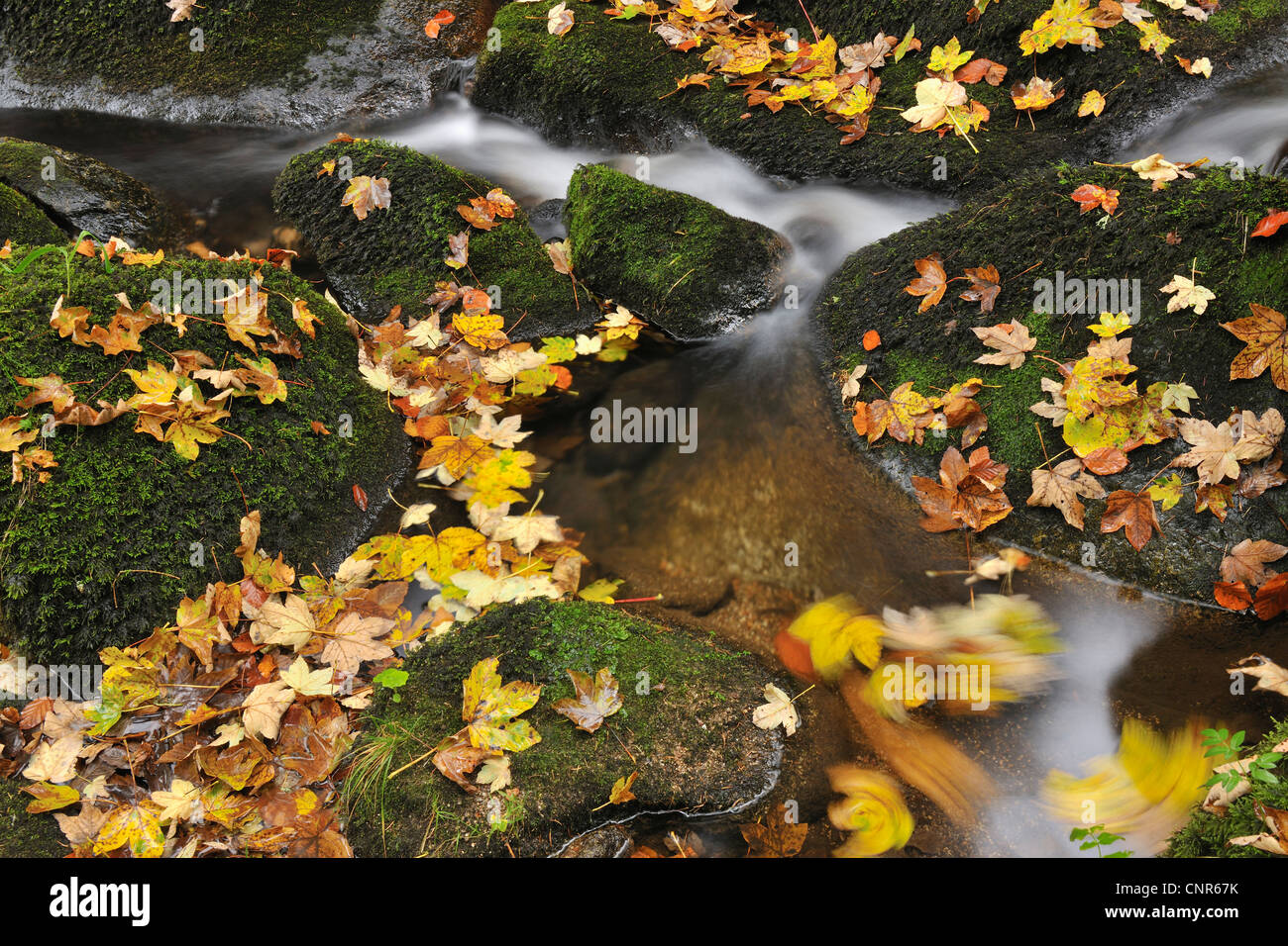 Wald, Bach, Triberg Im Schwarzwald, Schwarzwald-Baar, Schwarzwald ...