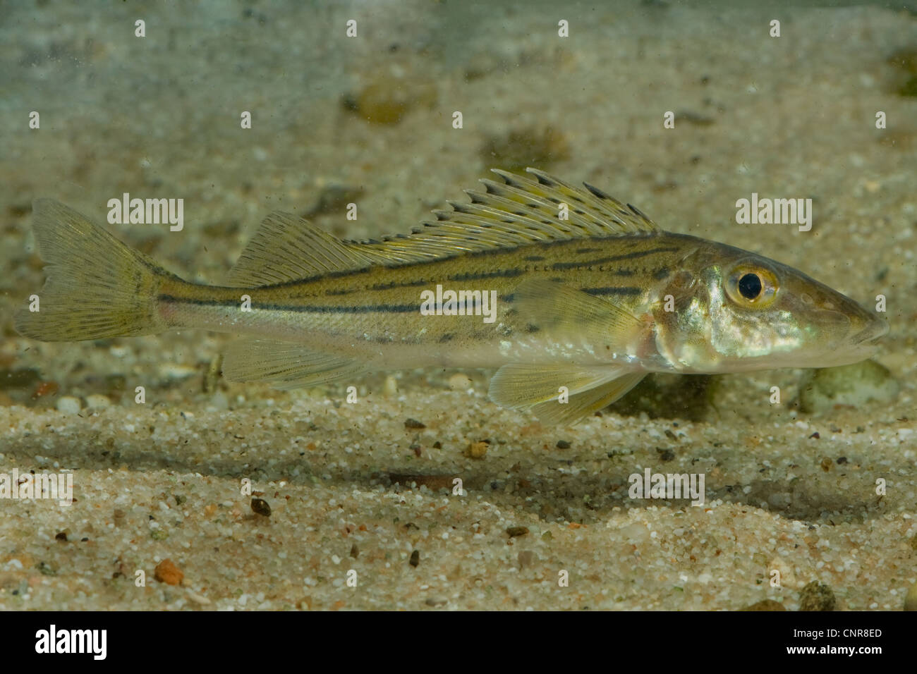 gestreifte Kaulbarsch, Schraetzer, Danube Kaulbarsch (Gymnocephalus ...