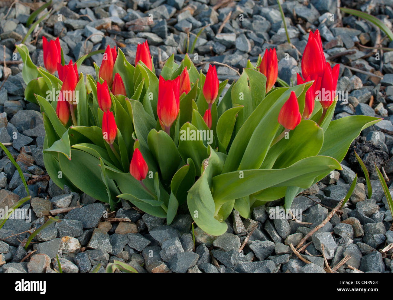 Tulipa Praestans "Fusilier" Tulpe Stockfotografie - Alamy