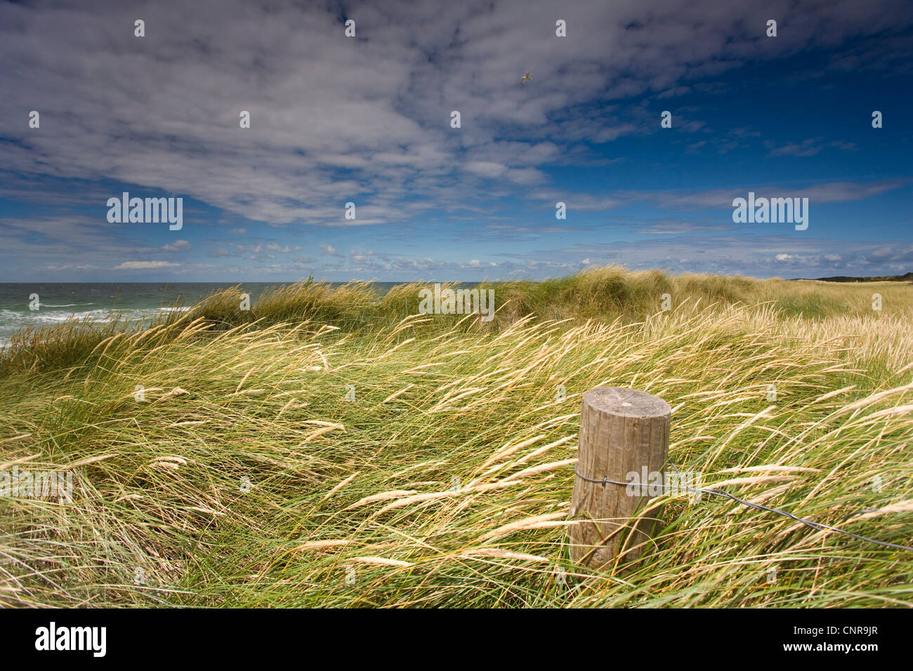 Strand von europäischen Strandhafer, Dünengebieten Grass, Grass, Psamma ...
