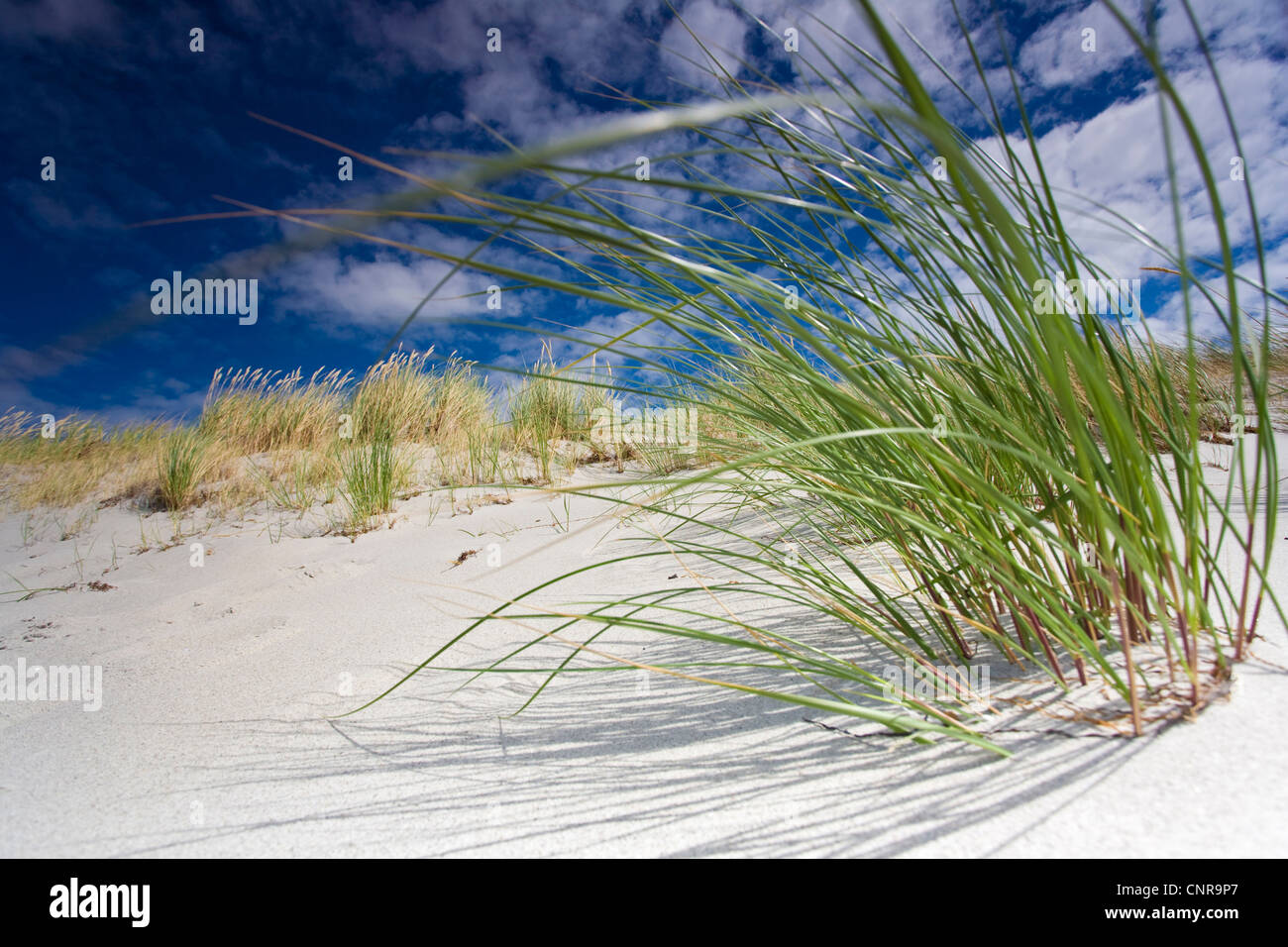 Strand von europäischen Strandhafer, Dünengebieten Grass, Grass, Psamma ...